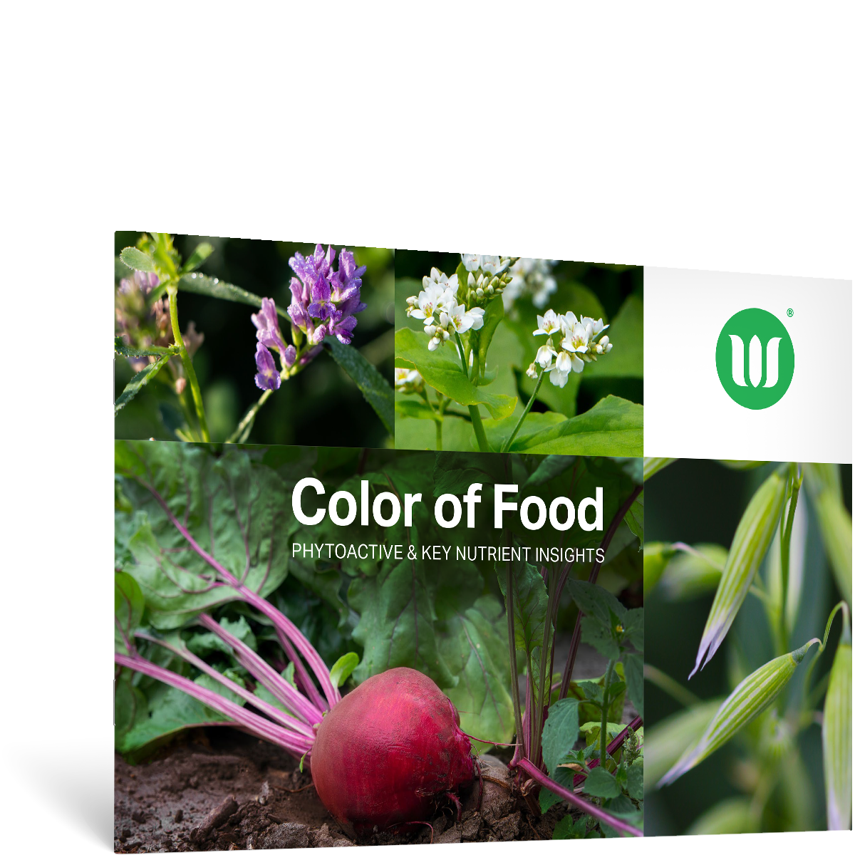 Standard Process | Information Intent | Download: Color of Food