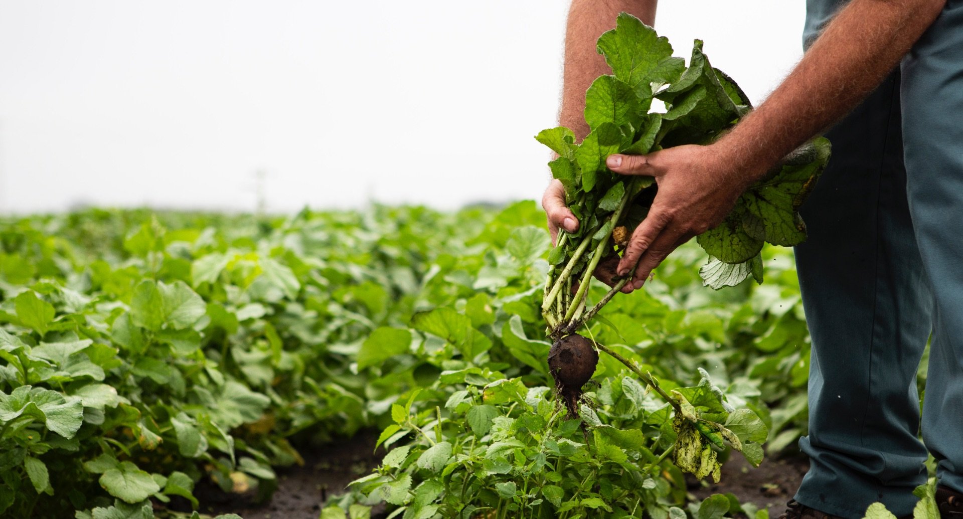 Supporting Pollinators on Our Organic Farm | Standard Process Blog ...