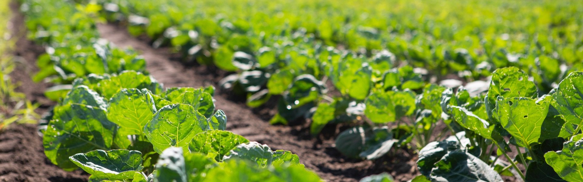 What are Whole Food Nutritional Supplements from Standard Process ...